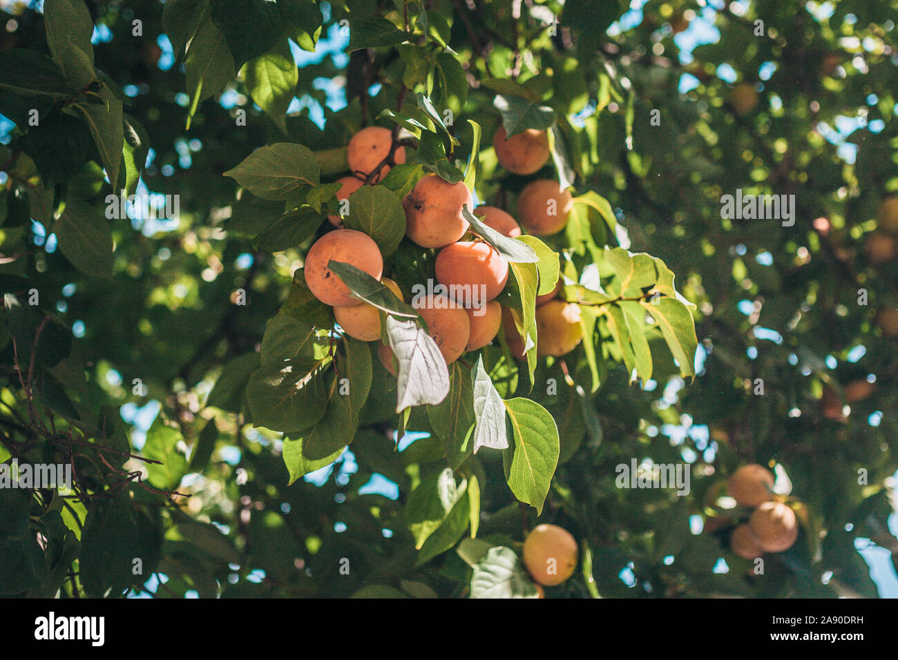 Harvesting Persimmon in Provence Stock Photo - Alamy