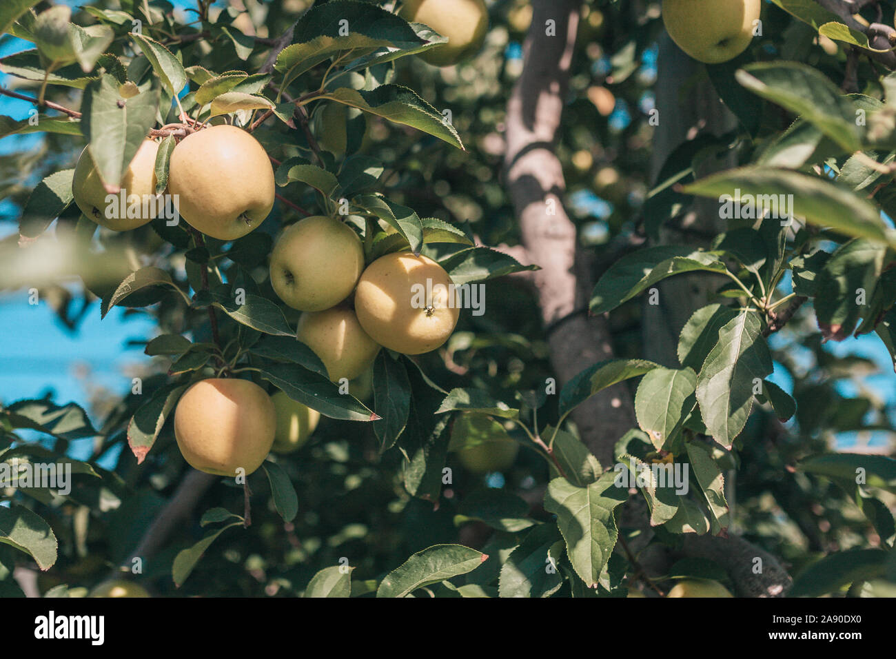 Agricultural farm in the south of France - growing apples for the ...