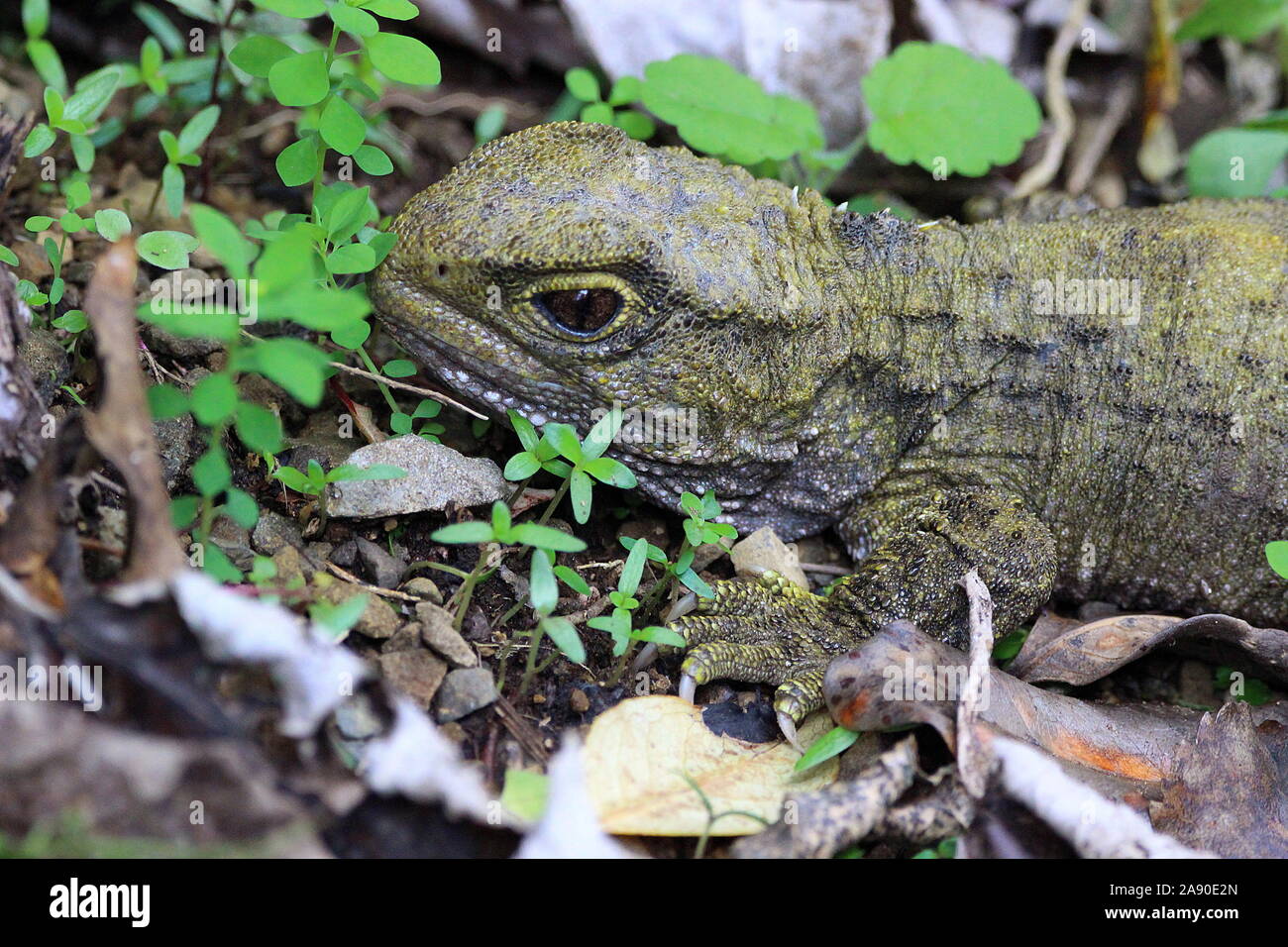 Cook strait sphenodon hi-res stock photography and images - Alamy