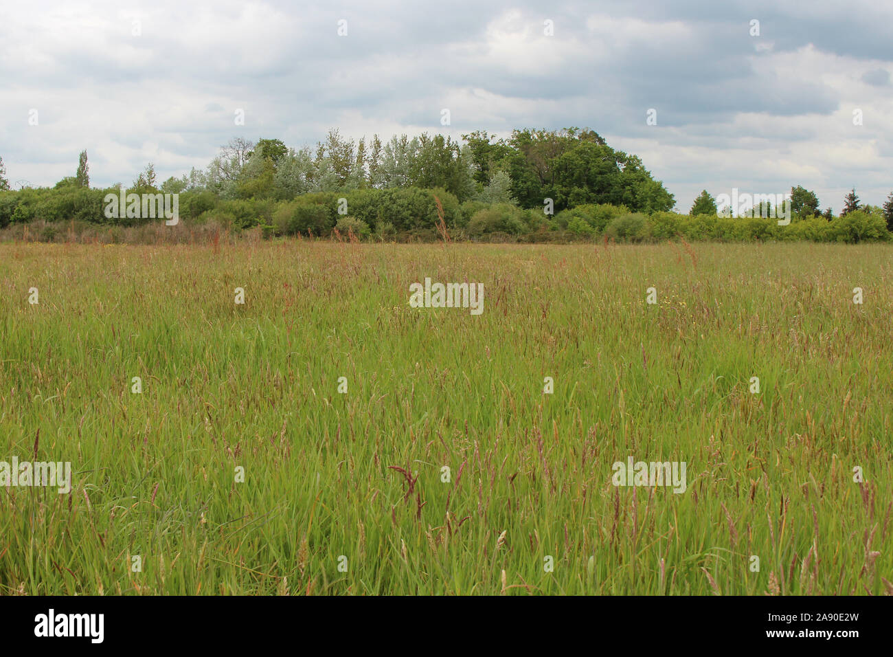 prairie in the countryside around nantes (france Stock Photo - Alamy