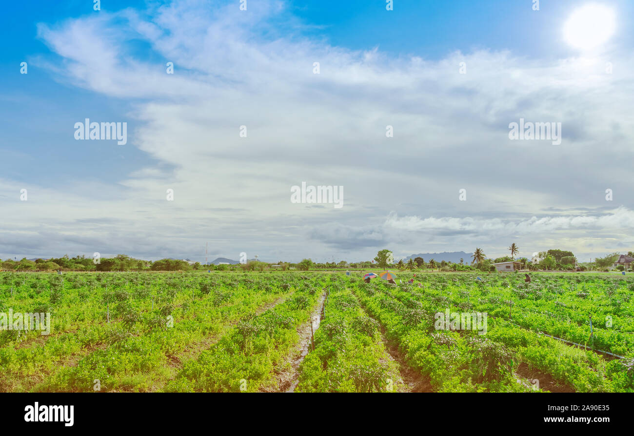 Group of farmers help harvest vegetables grown on the farm by using a ...