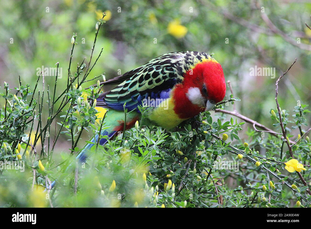 Yellow rosella hi-res stock photography and images - Alamy