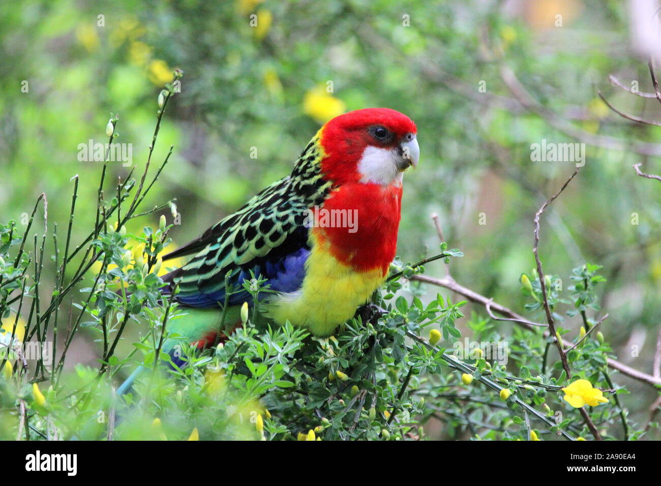 Yellow rosella hi-res stock photography and images - Alamy