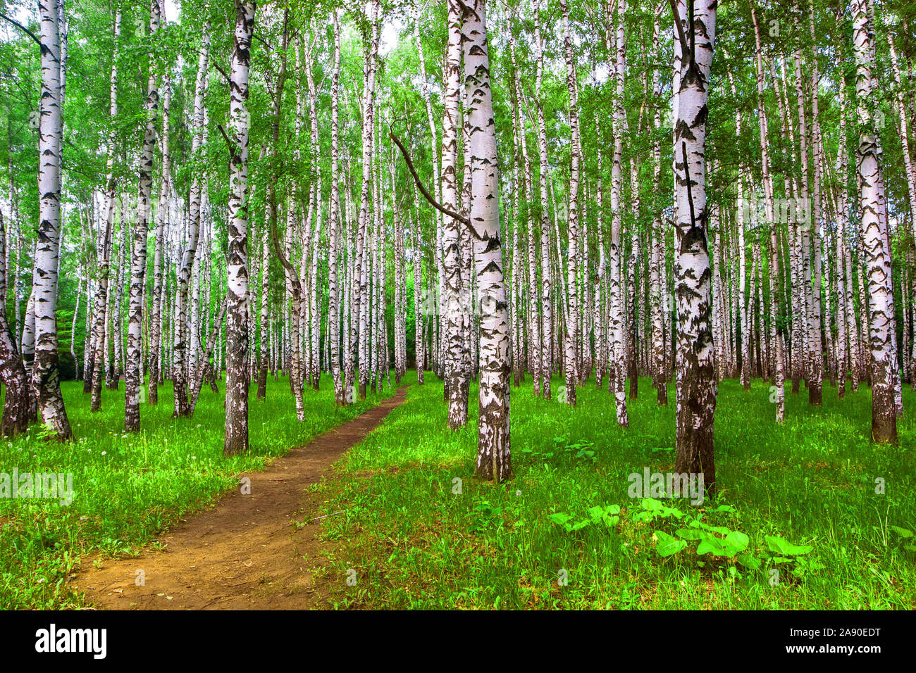 Bright sunny birch forest with a path in the summer. Green grass on the ...
