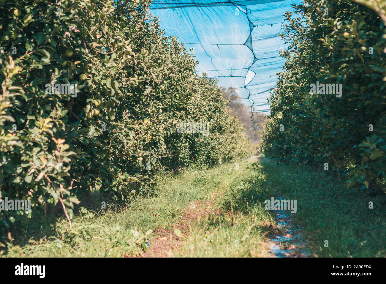 Crops in France - apple farm Stock Photo - Alamy
