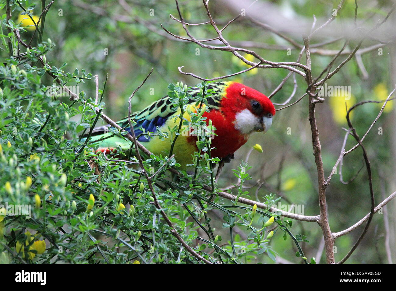 Yellow Rosella High Resolution Stock Photography and Images - Alamy