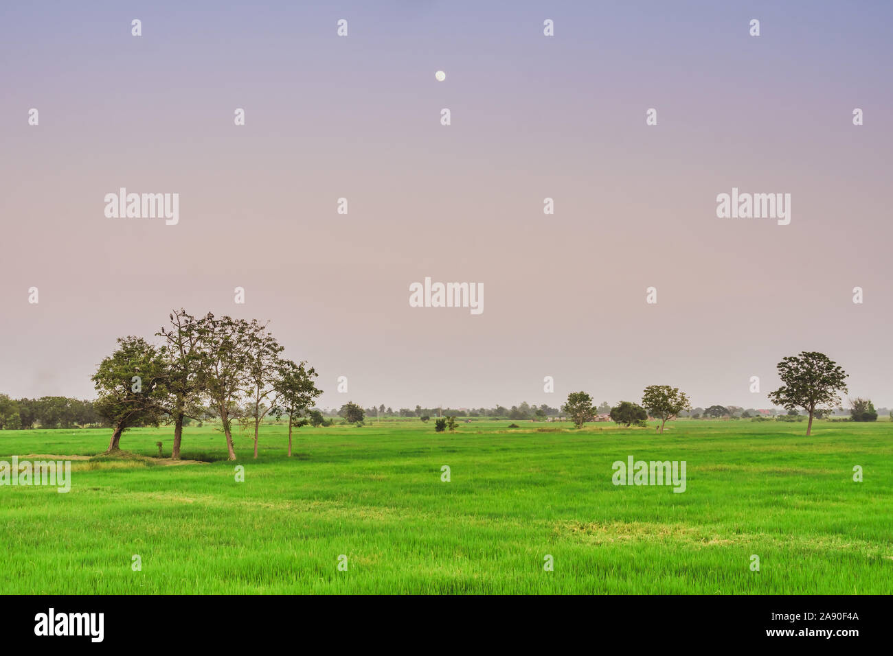 A group of herons perched on the tree in rice field for relax in the ...