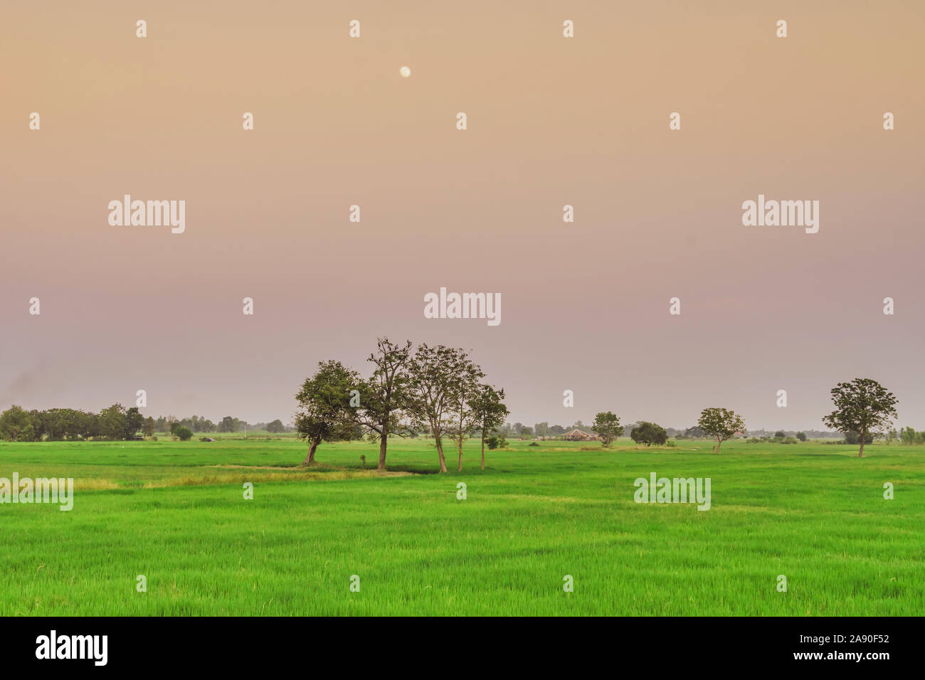 A group of herons perched on the tree in rice field for relax in the ...