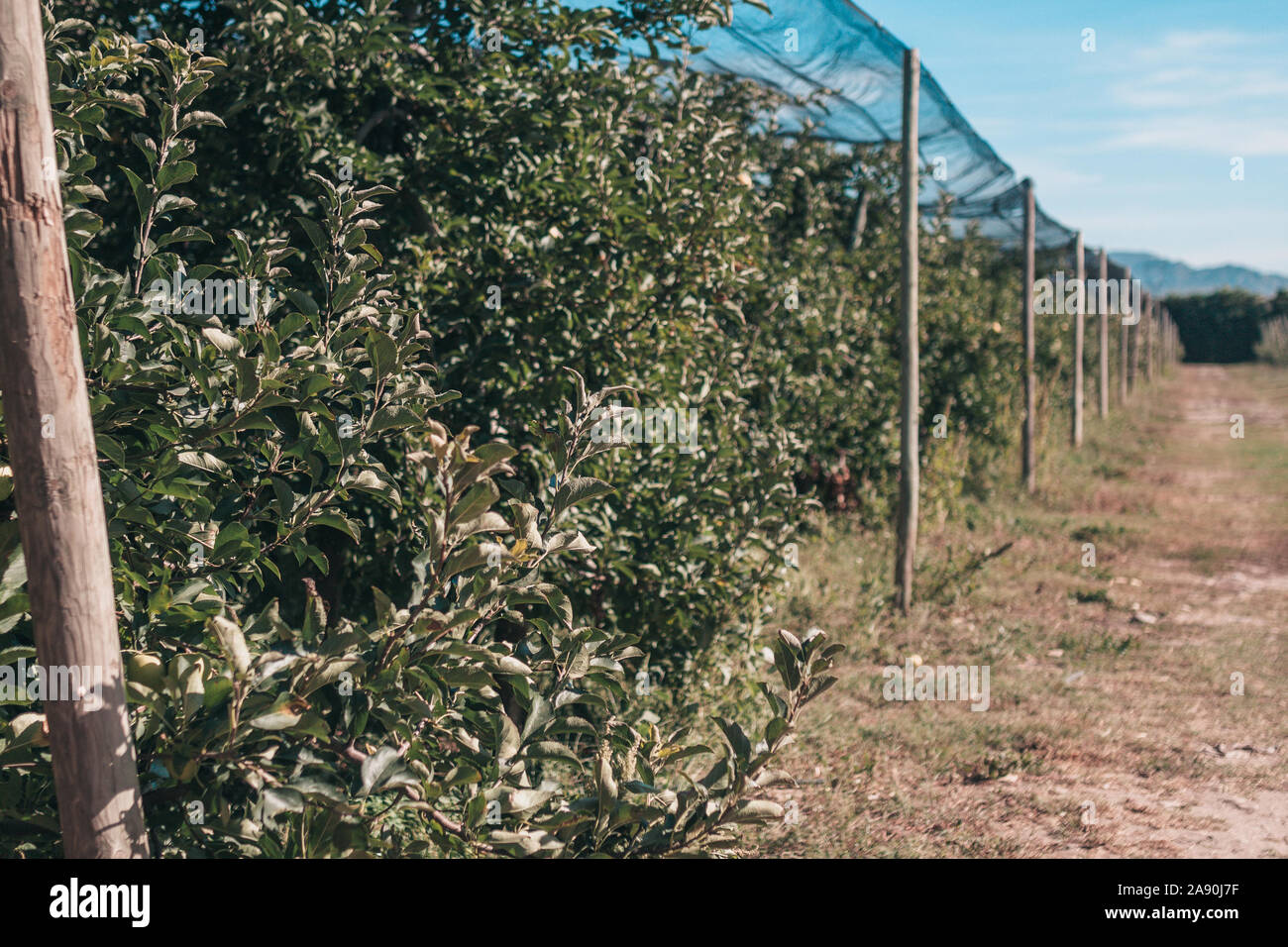 Agricultural farm in the south of France - growing apples for the ...