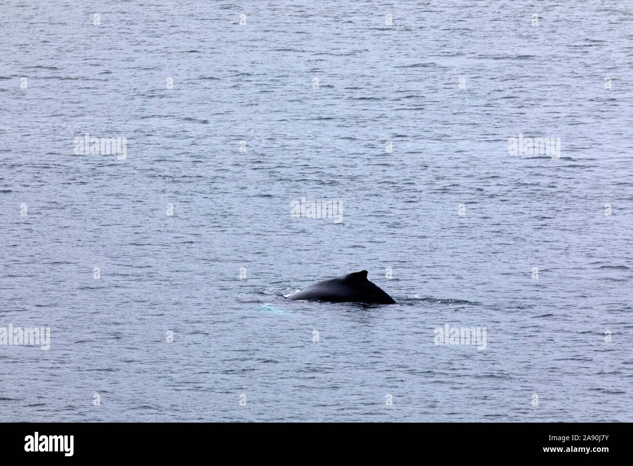 A whale at Inside Passage, Inside Passage, Alaska, USA Stock Photo - Alamy