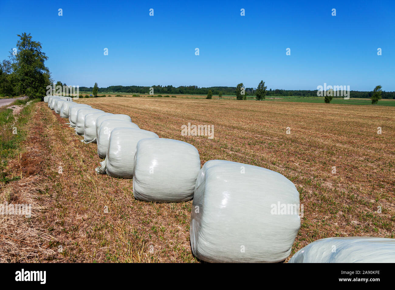 Silage wrapped in a white membrane, food for cows Stock Photo - Alamy