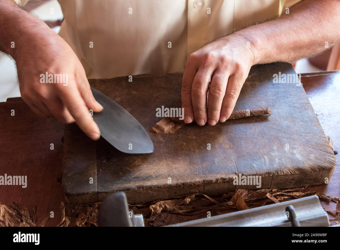 A torcedor (Spanish term for cigar maker or cigar roller) cutting a dry ...