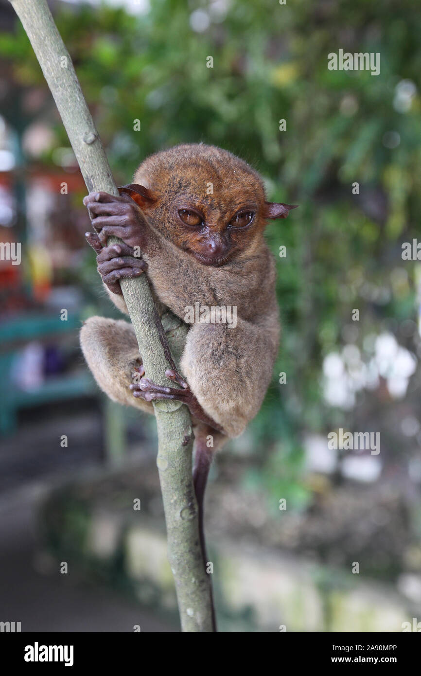 Infraorder tarsiiformes hi-res stock photography and images - Alamy