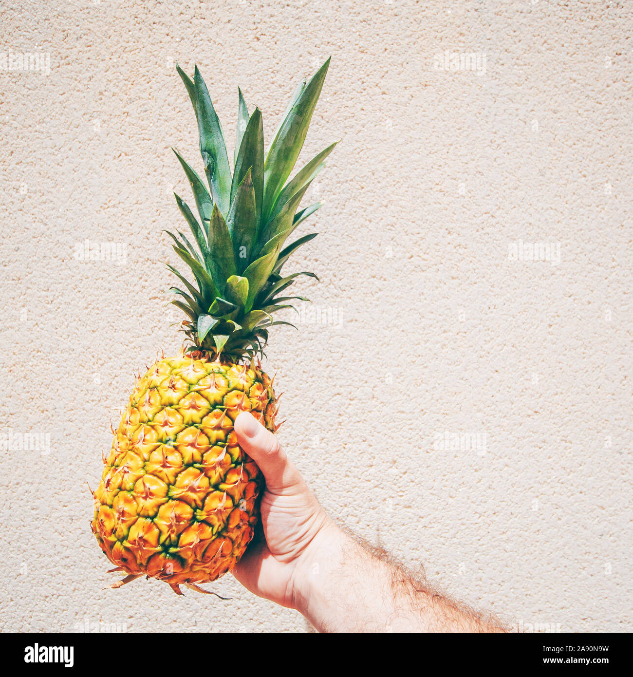 Tropical juicy ripe pineapple in the hand of a man on the eve of the ...