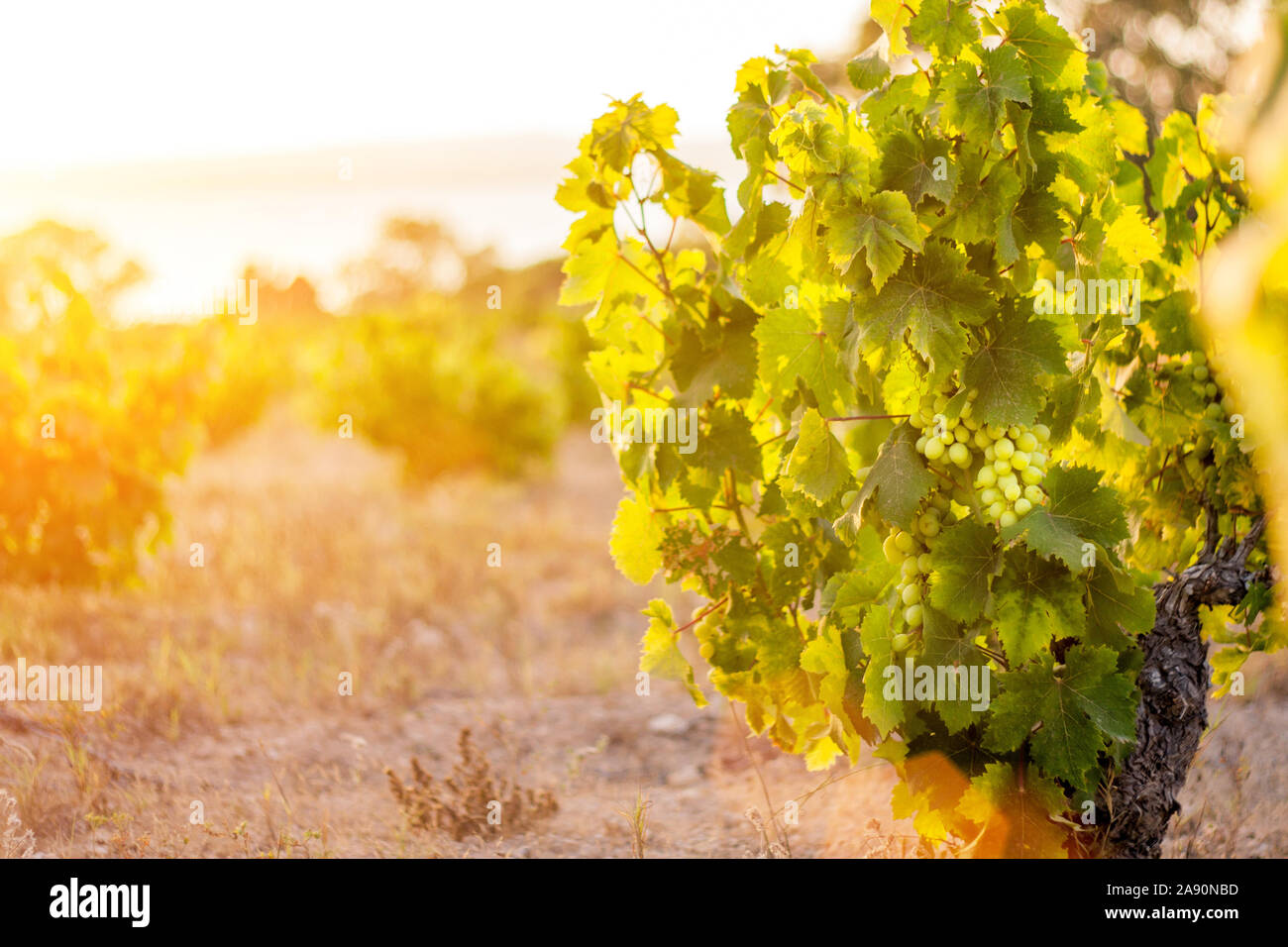 Grape harvest season - the tradition of winemakers Stock Photo - Alamy