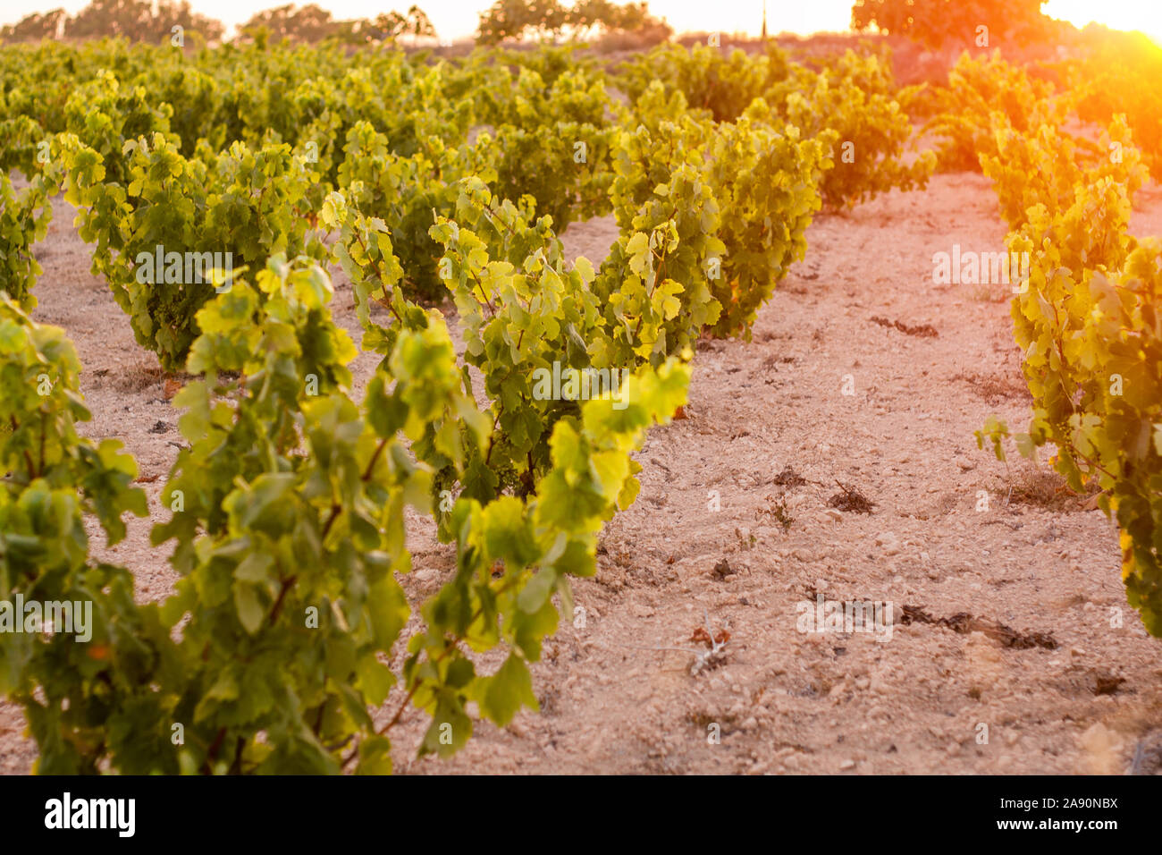 The cultivation of the vine - the traditions of Spanish winemakers ...