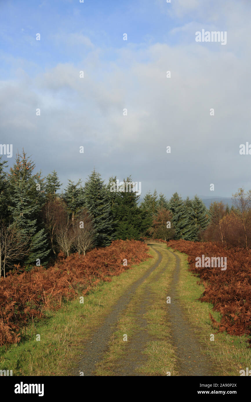 Path in Mortimer forest, Shropshire, England, UK Stock Photo - Alamy