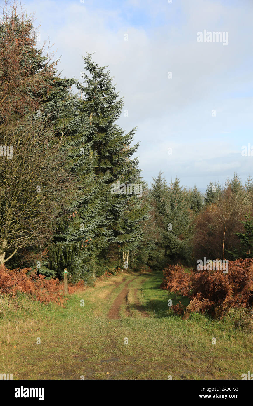 Path in Mortimer forest, Shropshire, England, UK Stock Photo - Alamy