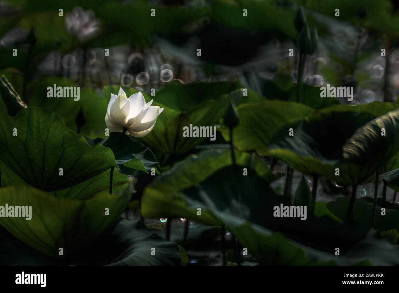 Single White lotus flower blooming at pond Stock Photo - Alamy