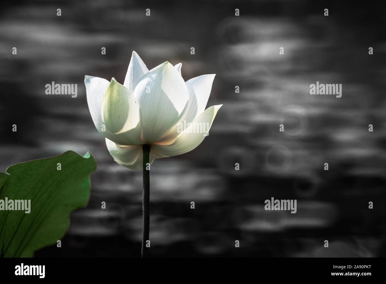 Single White lotus flower blooming at pond Stock Photo - Alamy