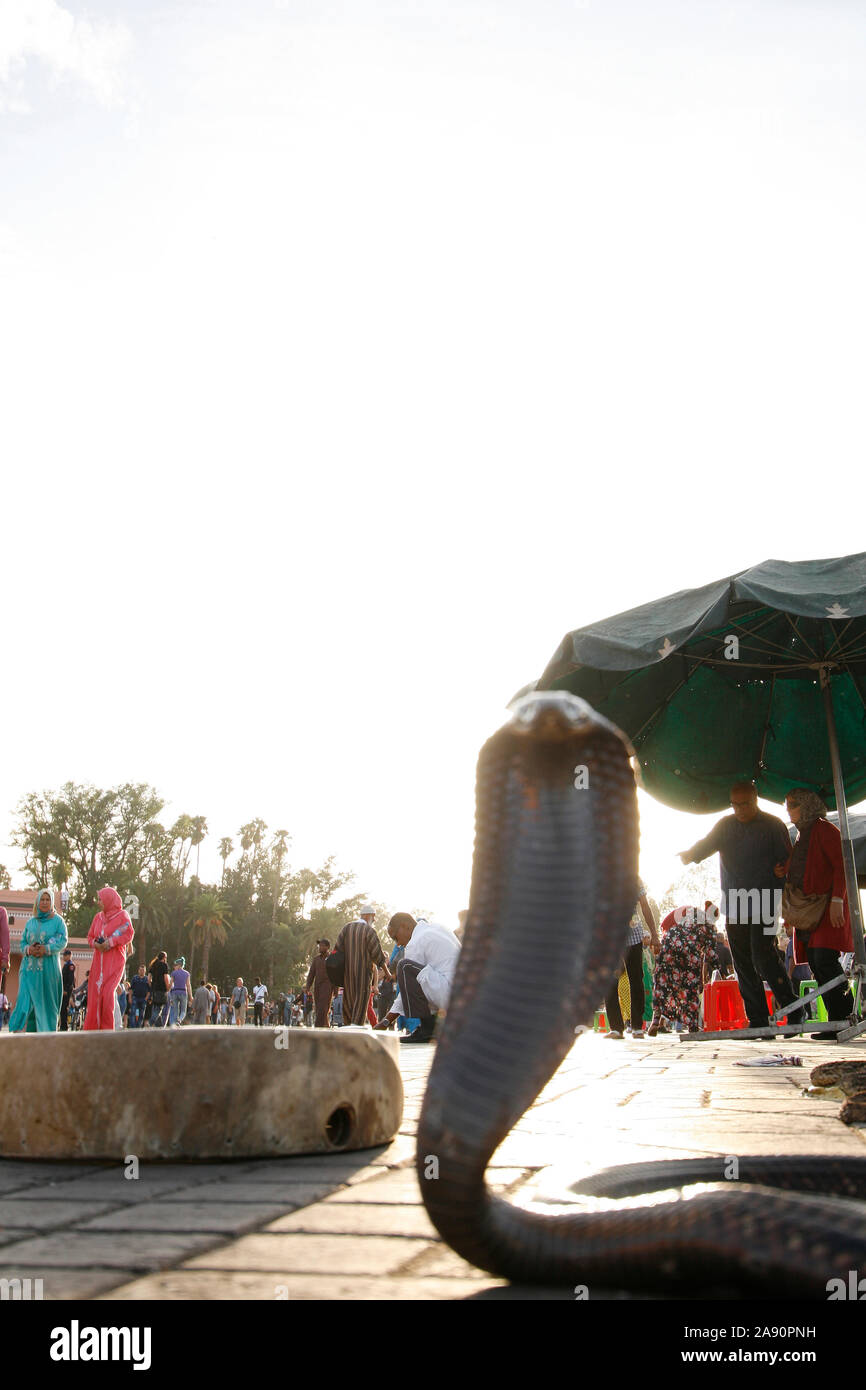 Cobra. Djemaa el-Fna, Marrakech,Marrakesh, Morocco, North Africa ...