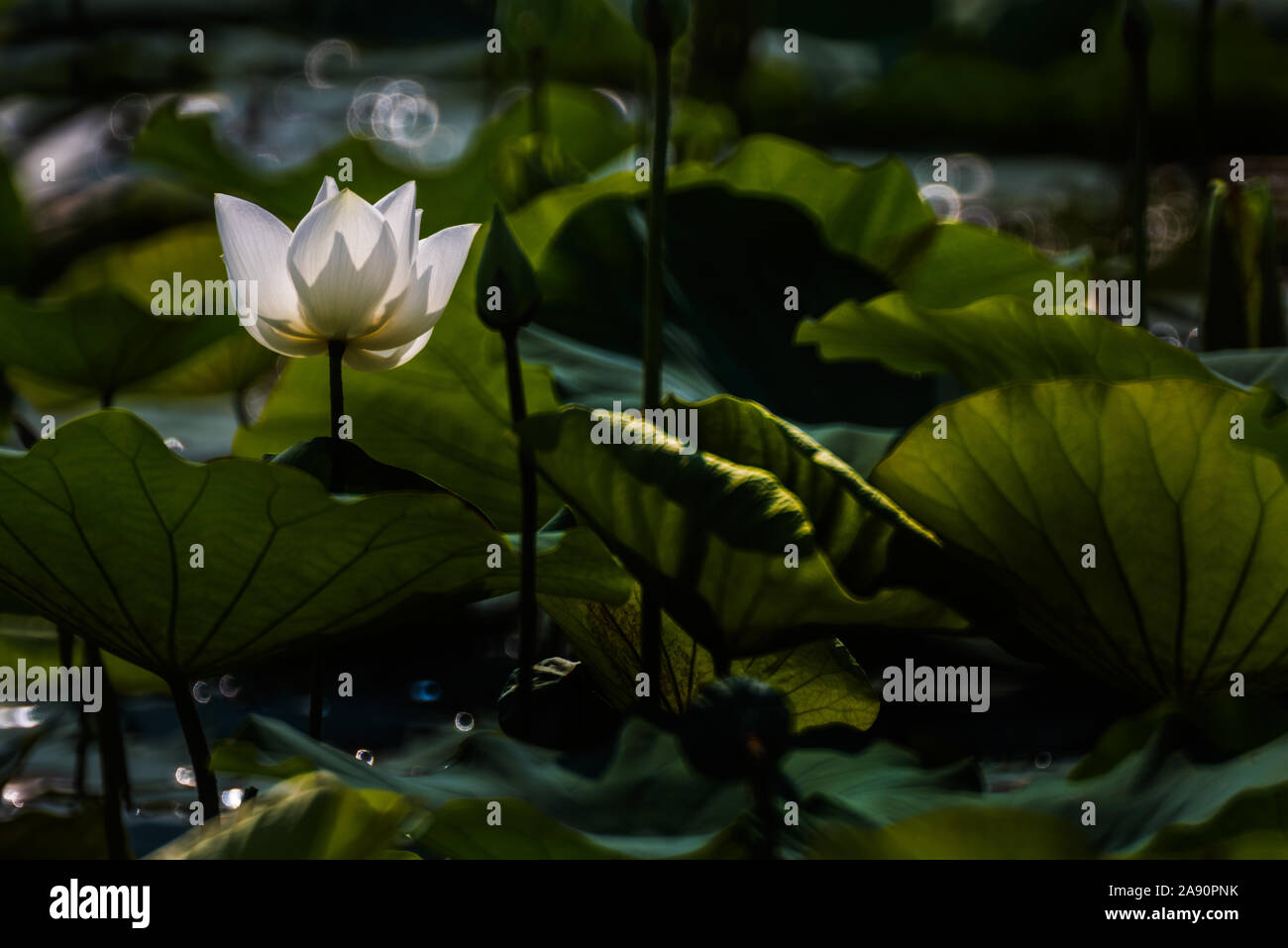 Single White lotus flower blooming at pond Stock Photo - Alamy