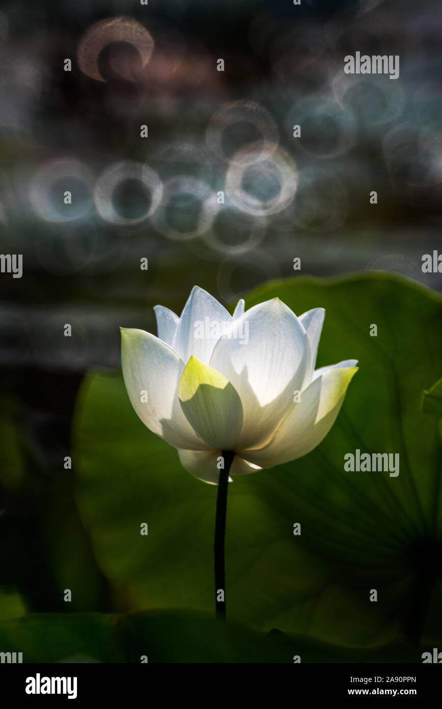 Single White lotus flower blooming at pond Stock Photo - Alamy