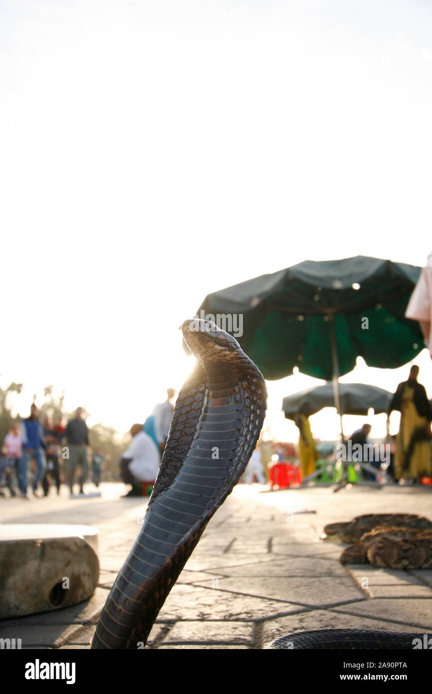 Morocco marrakech djemaa el fna snake hi-res stock photography and ...