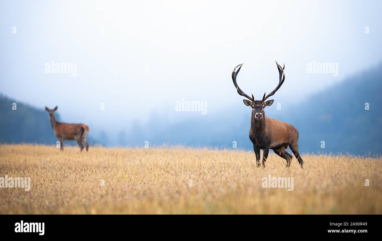 Red deer stag and hind standing on the misty field with copy space ...