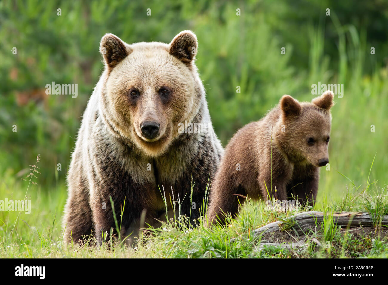Bear and cub facing camera hi-res stock photography and images - Alamy