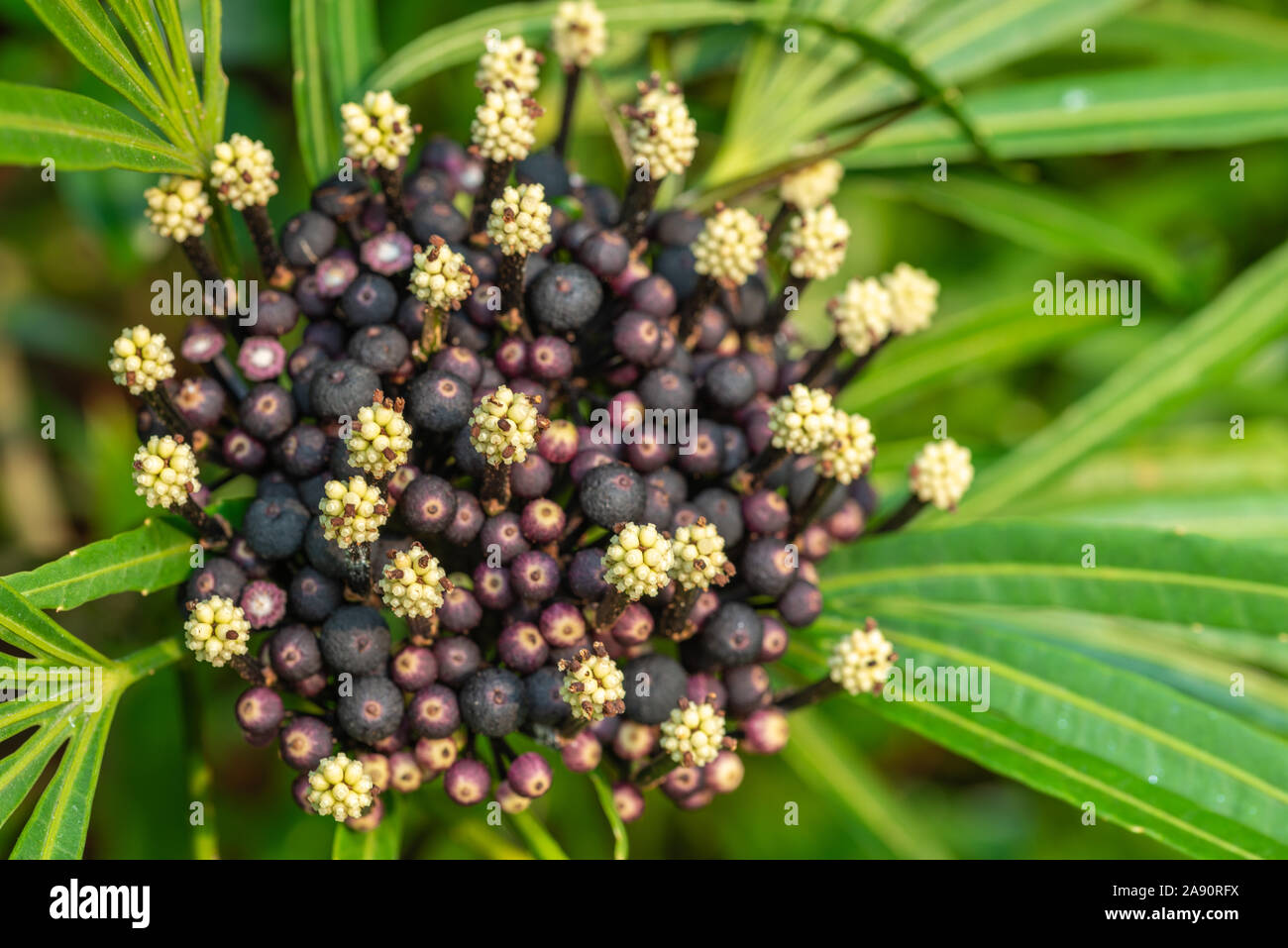 Tropical fruit garden berry hi-res stock photography and images - Alamy