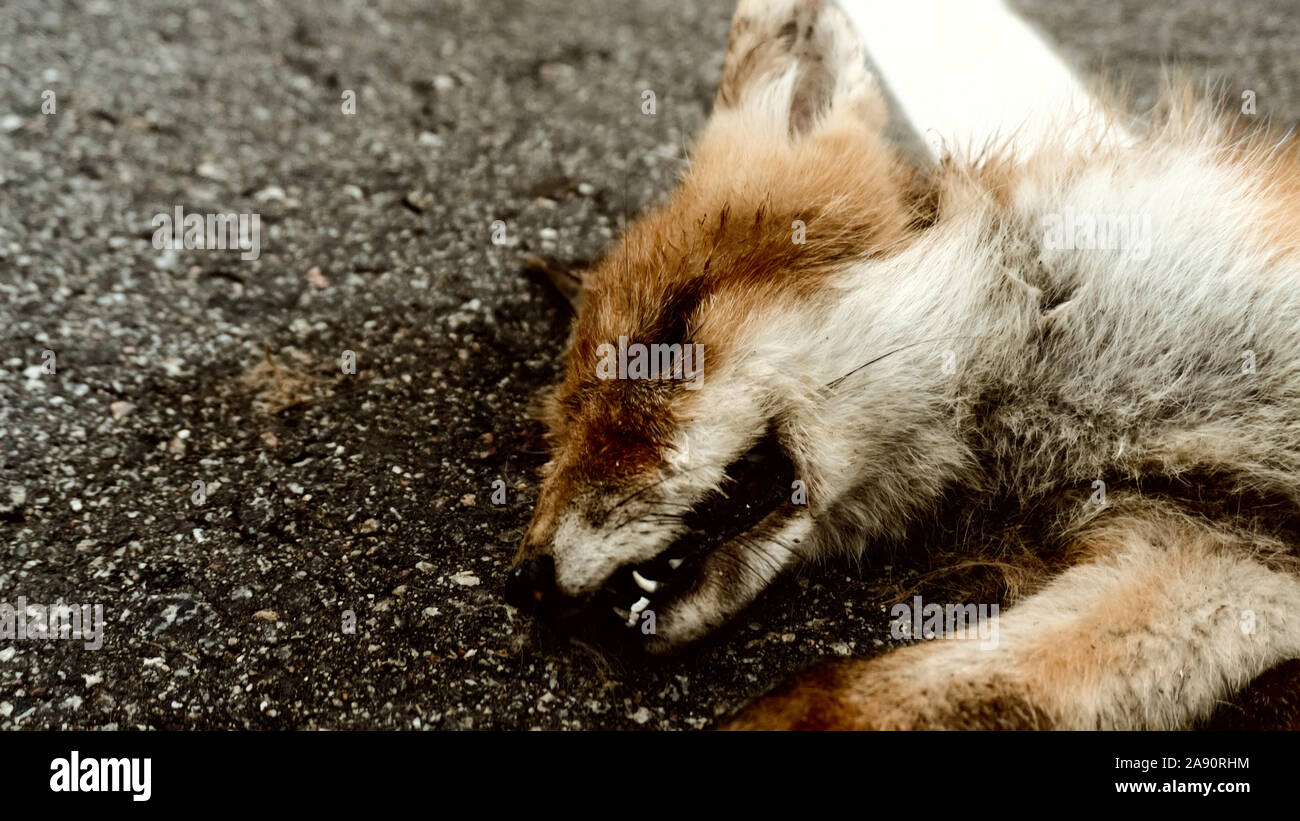 Animals hit on the roads by cars. A European fox (Vulpes vulpes) Red ...