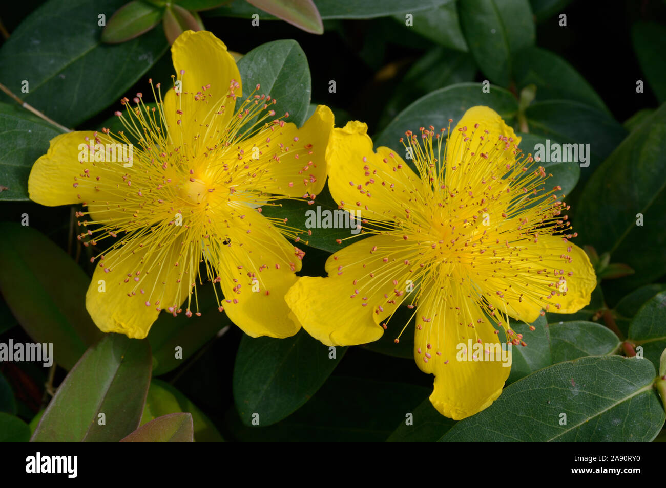 Hypericum calycinum hi-res stock photography and images - Alamy