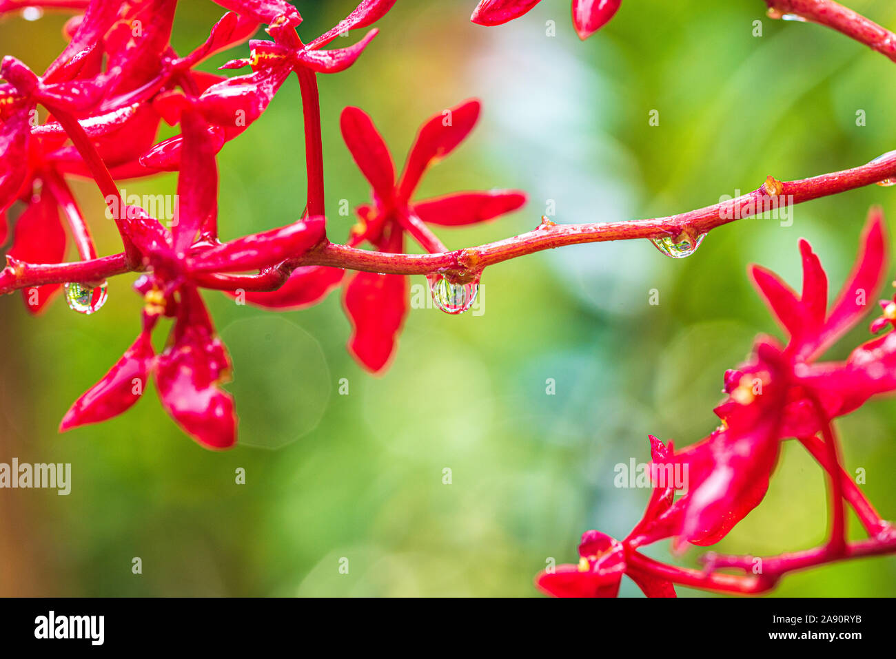 Droplet on orchid hi-res stock photography and images - Alamy