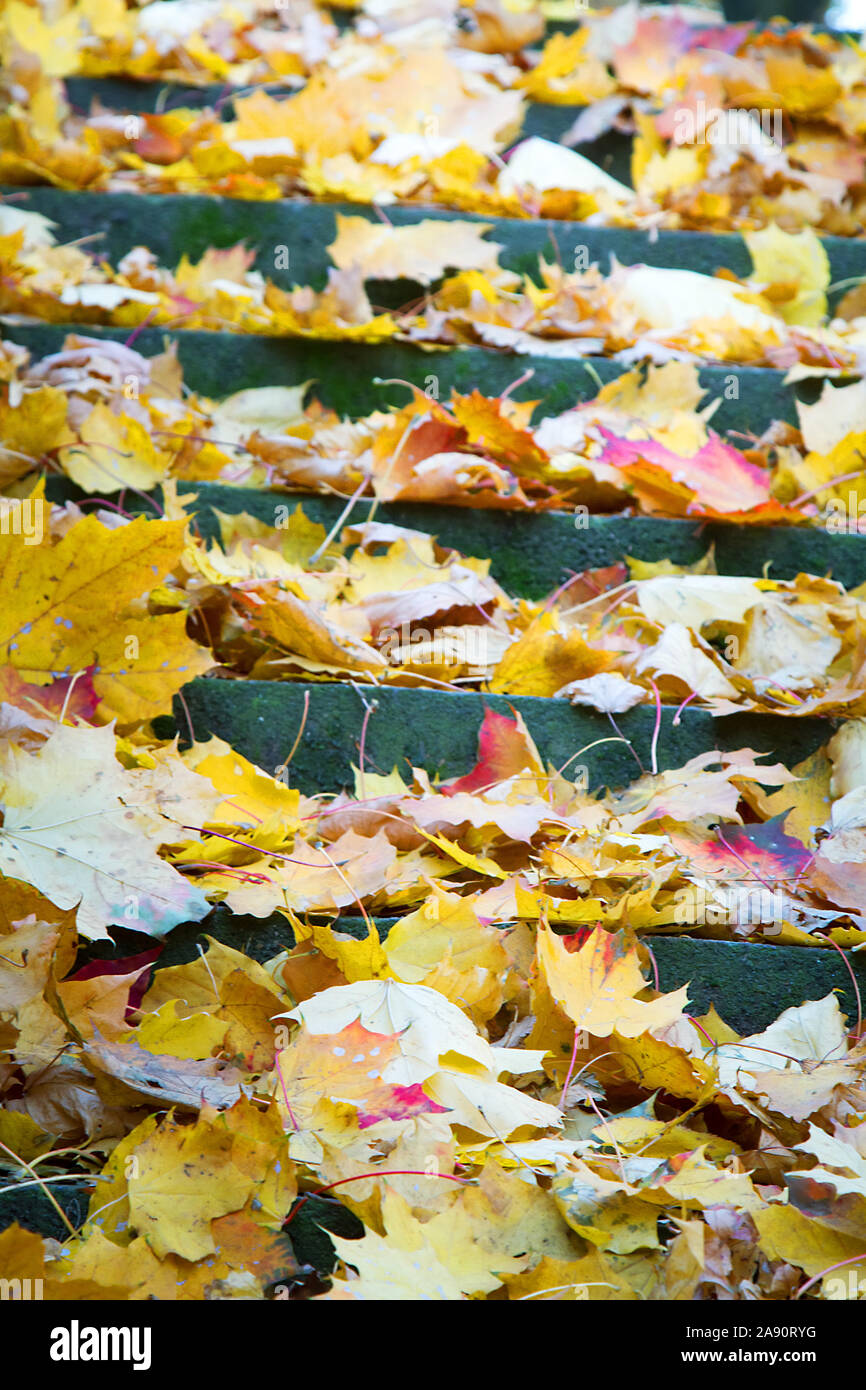 Yellow leaves covered the steps of the Park stairs, stone stairway ...