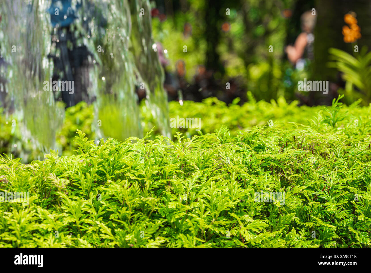 Water fountain splashing water droplets flowing in background. Empty ...