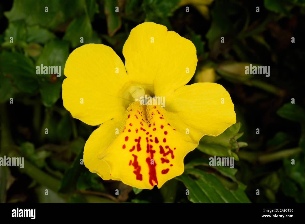 Mimulus hi-res stock photography and images - Alamy