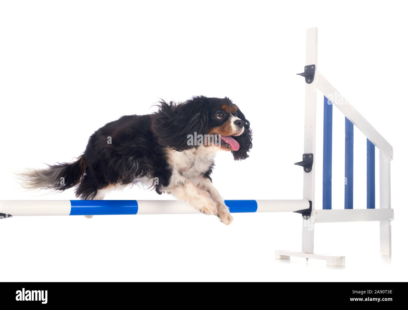 training of agility in front of white background Stock Photo - Alamy