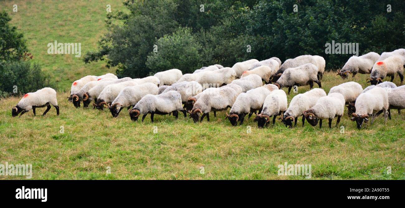 Goats grazing in meadow agriculture hi-res stock photography and images ...