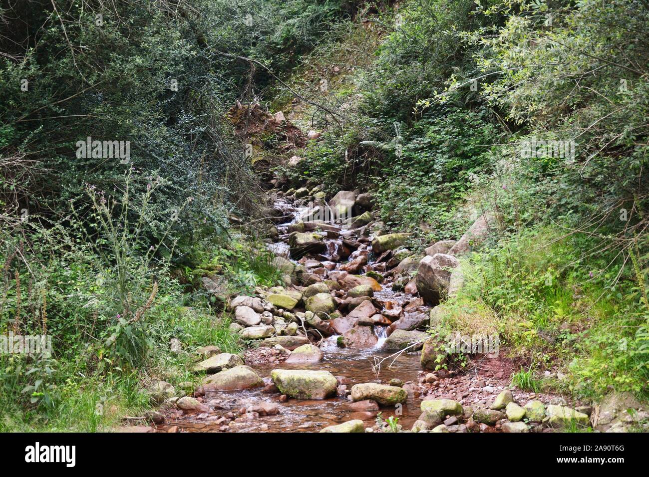 Stones water trees plants hi-res stock photography and images - Alamy