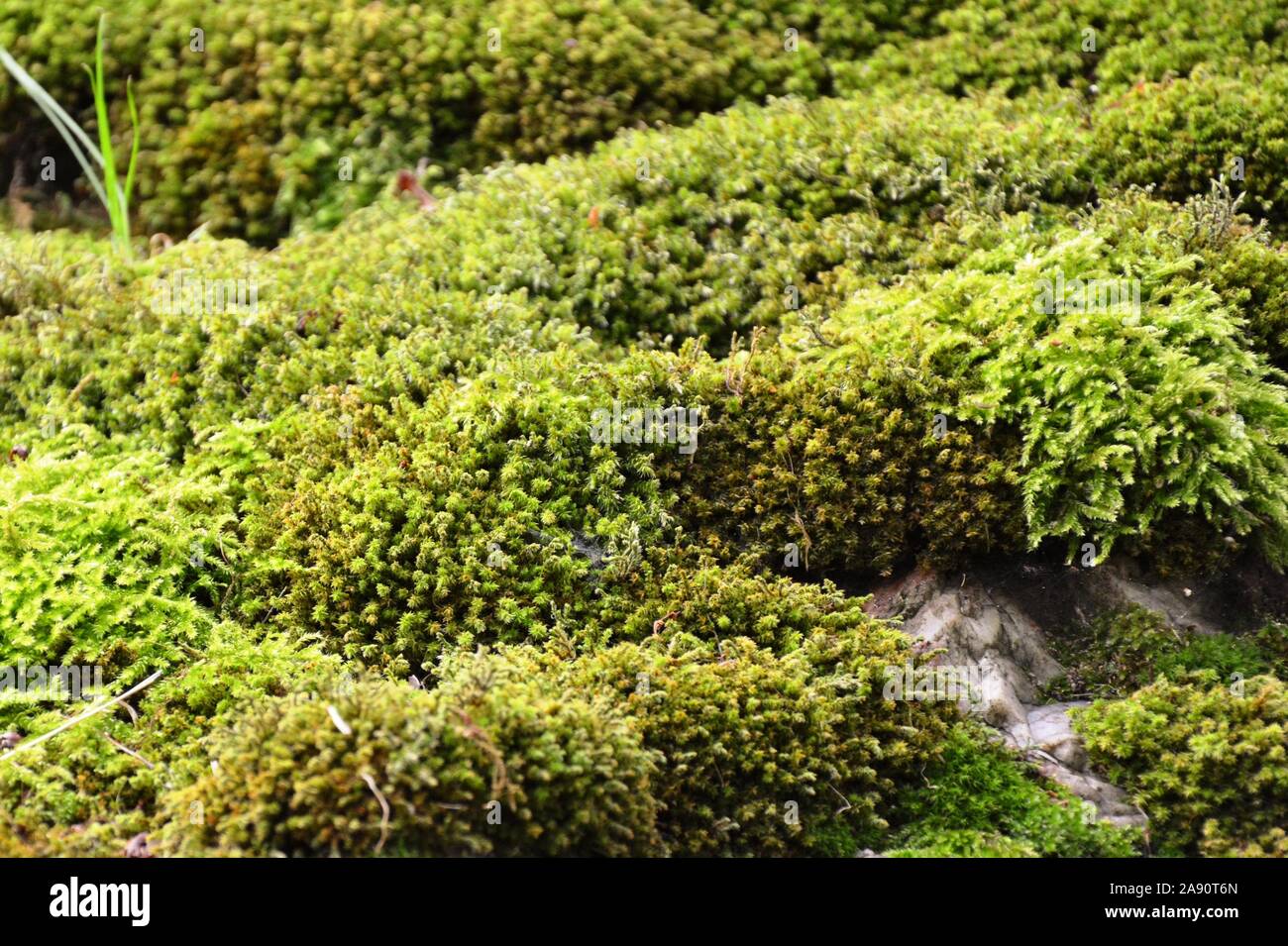 Moss in the rock hi-res stock photography and images - Alamy