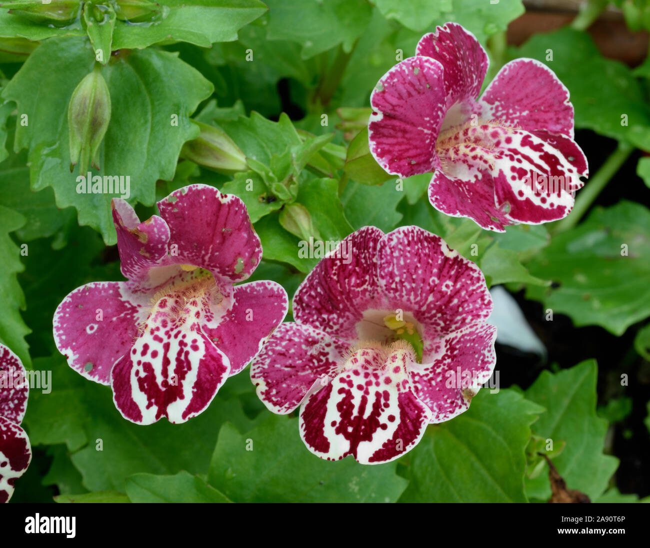 White mimulus hi-res stock photography and images - Alamy