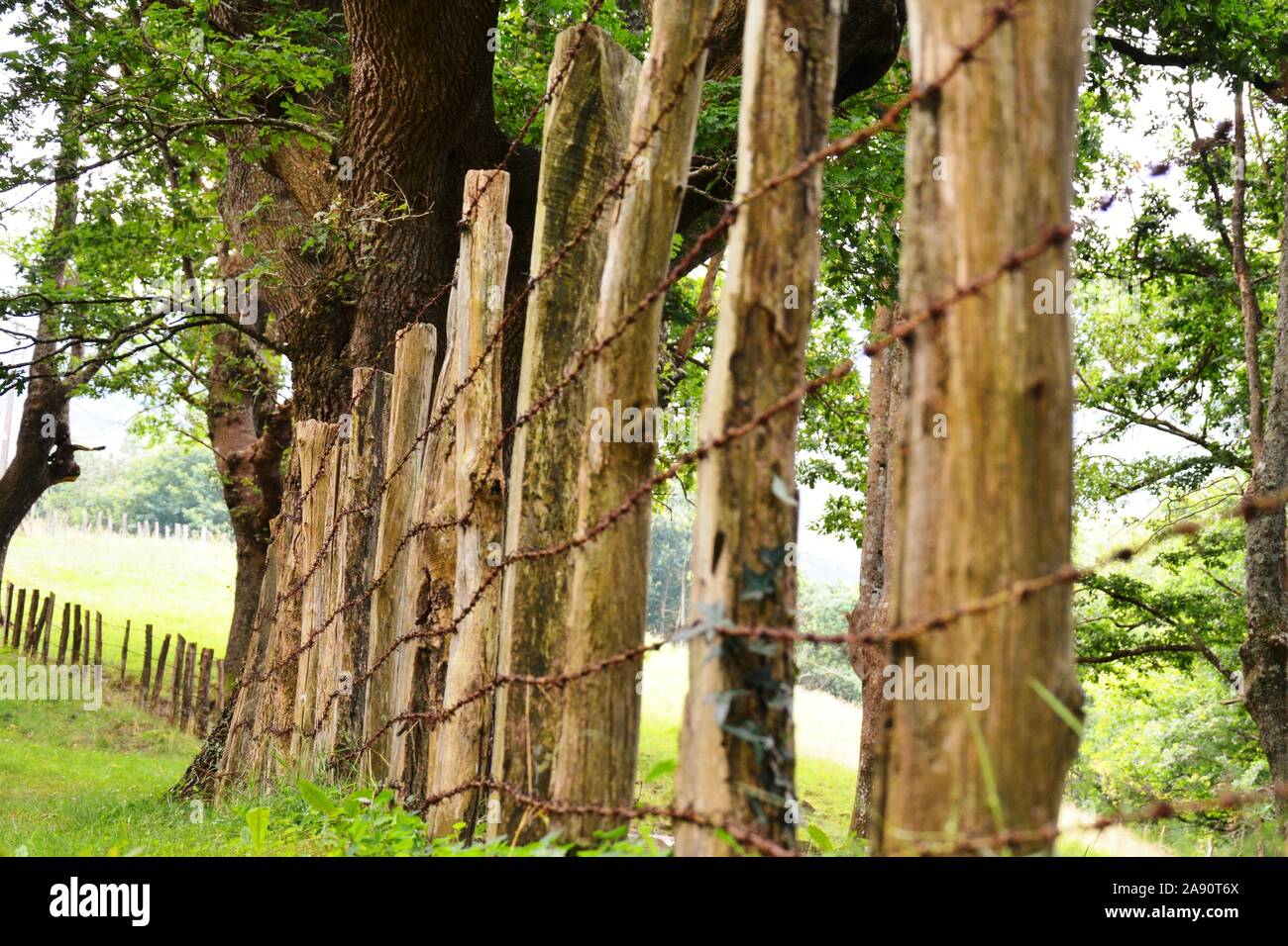 Tree trunk barbed wire hi-res stock photography and images - Alamy