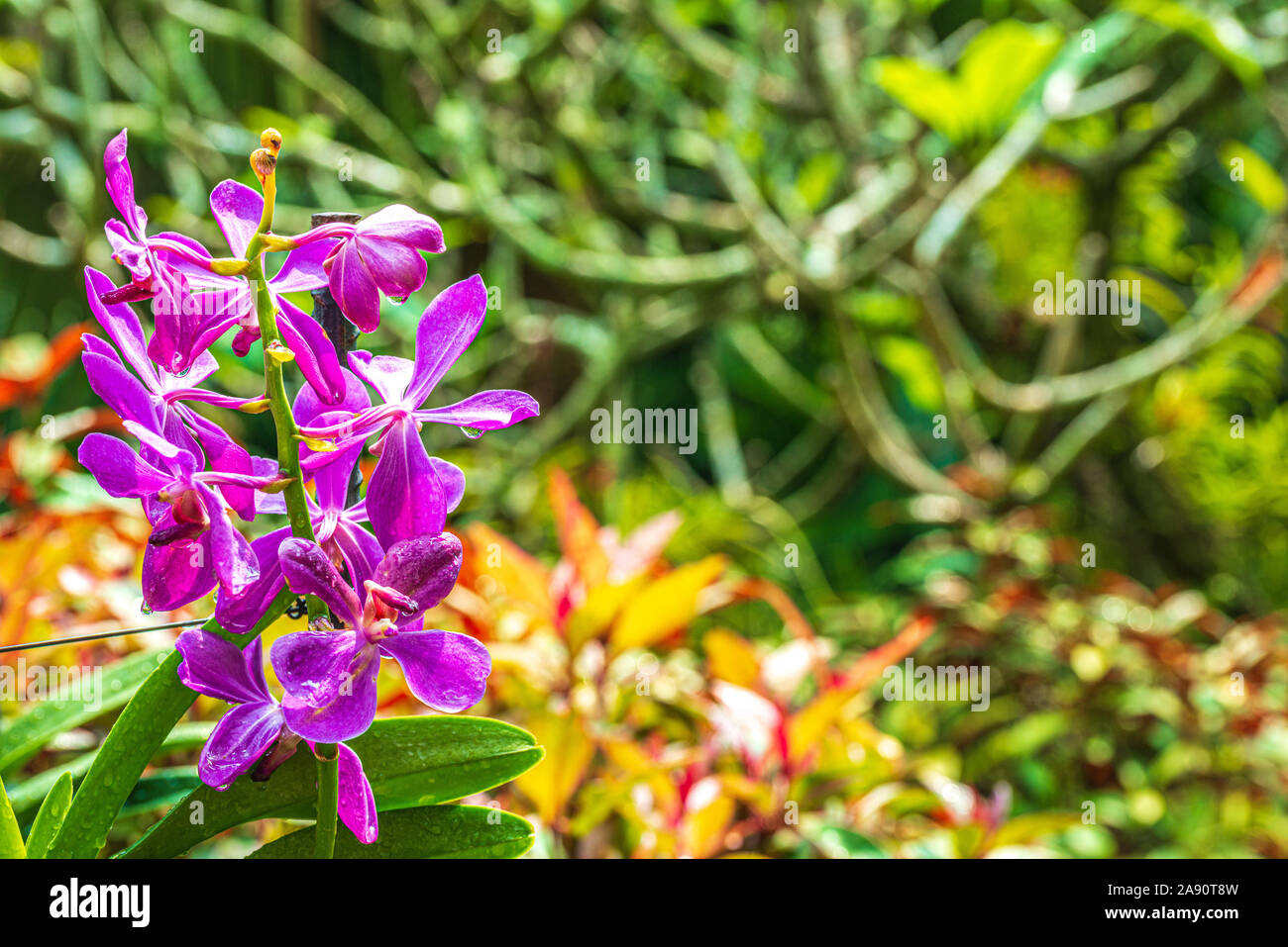 Water droplets on purple orchid flowers after rain. Blurred background ...