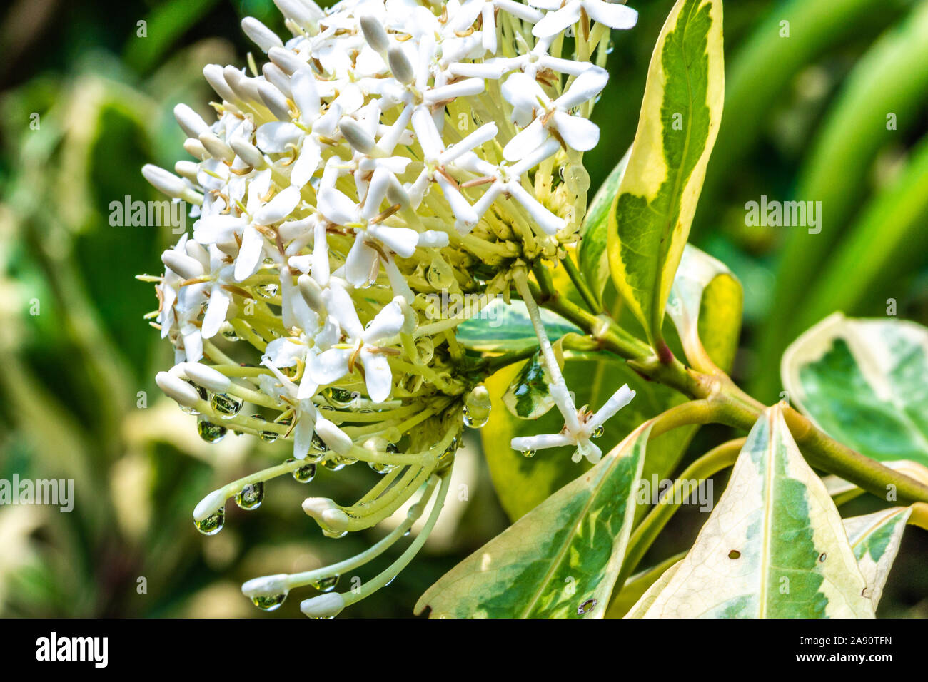 Water droplets on white flowers after rain. Blurred background with ...