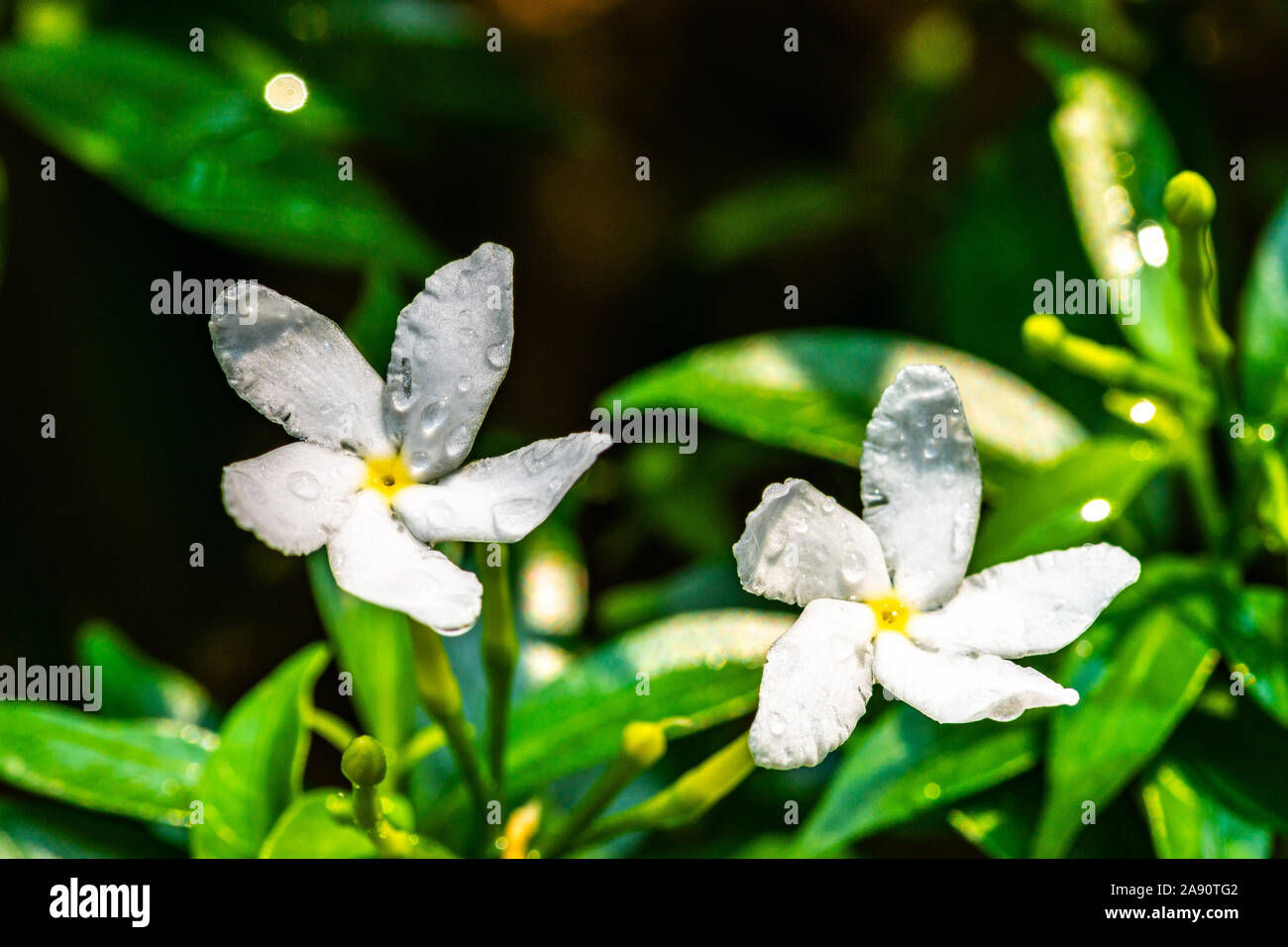 Water droplets on white flowers after rain. Blurred background with ...
