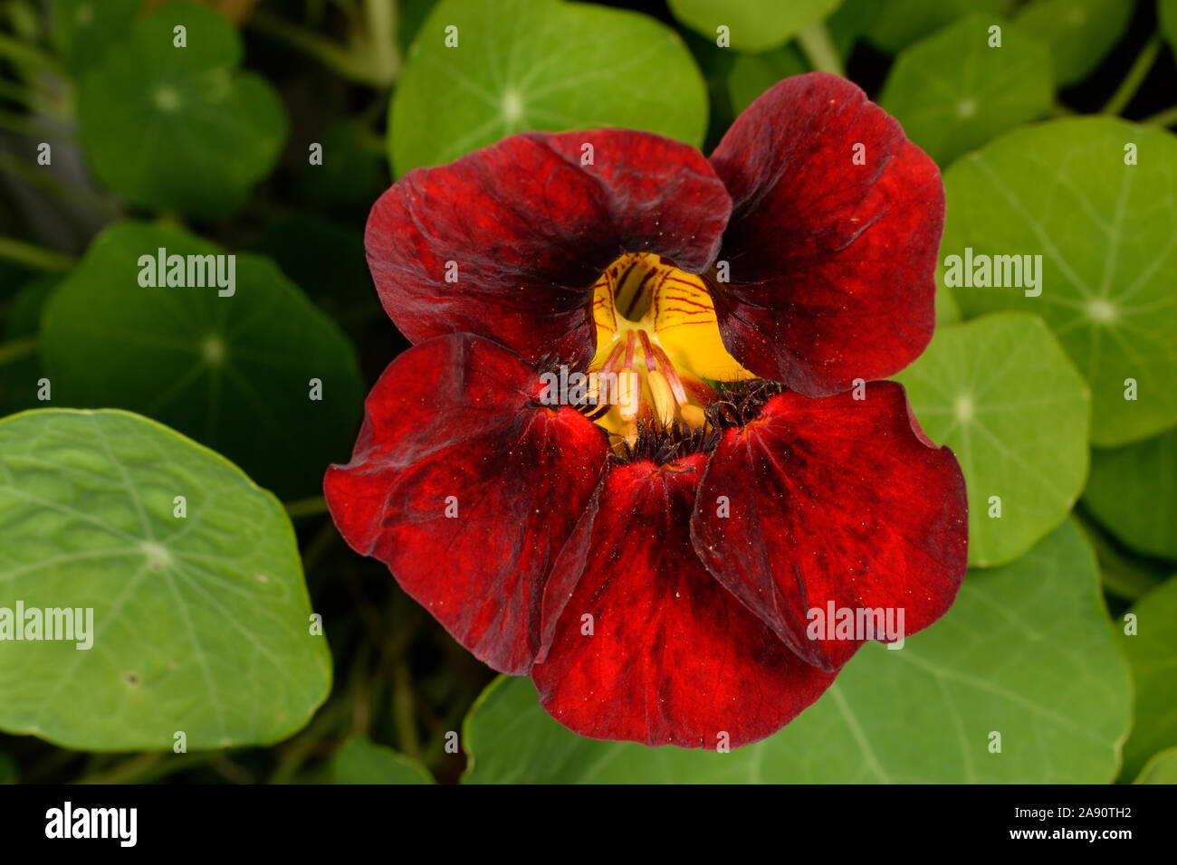 Yellow emperor flower hi-res stock photography and images - Alamy