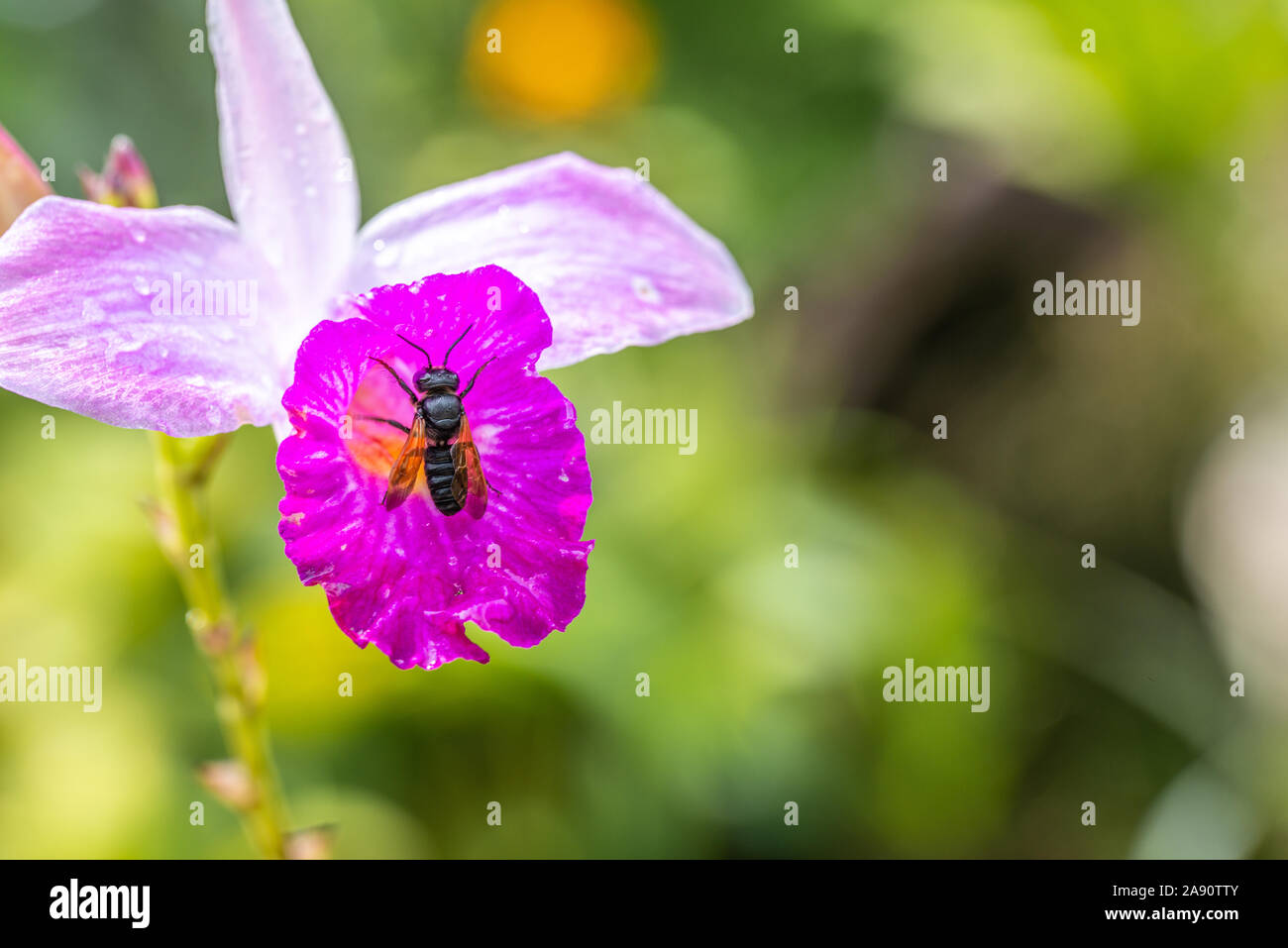Bee in purple flower. Bokeh background with empty copy space Stock ...