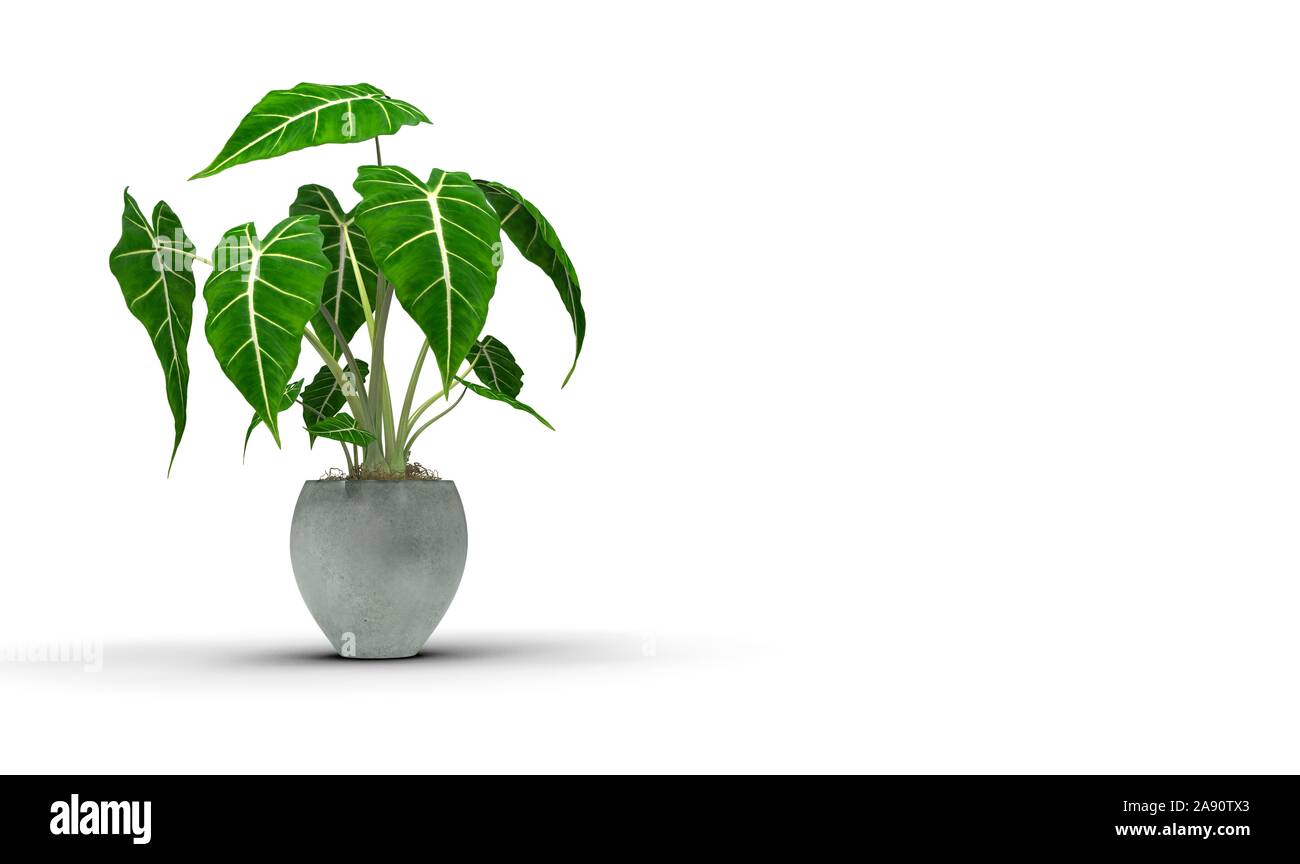 Big Leaf Tree 3D Rendering Stock Photo - Alamy