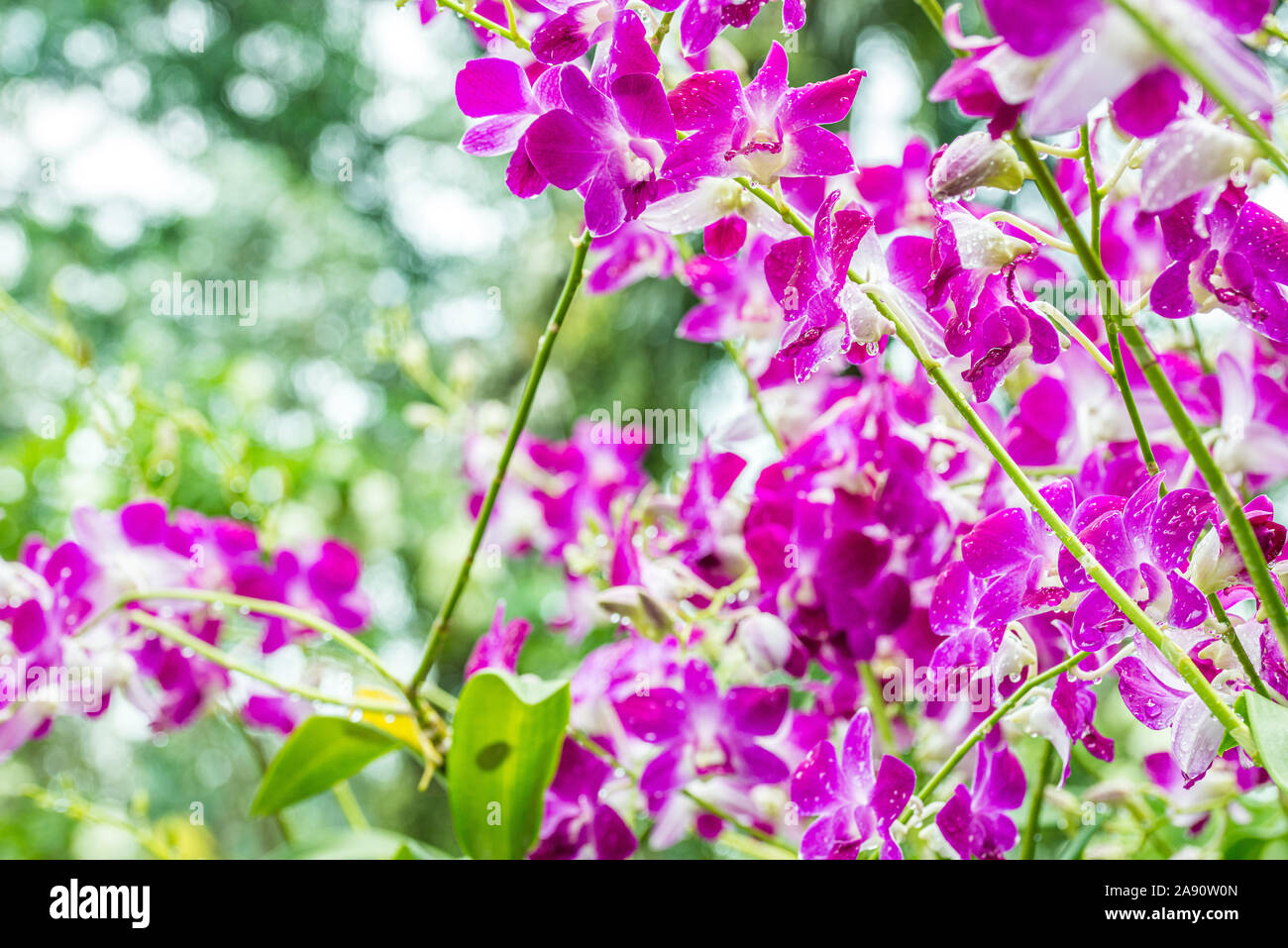 Pink purple orchids with dripping water droplets after rain on a hot ...